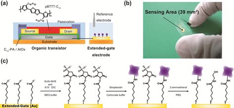 A Schematic Structure Of The Extended Gate Type Organic Transistor Download Scientific