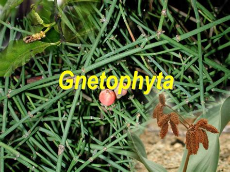 Ppt Gnetophyta Powerpoint Presentation Free Download Id5205010