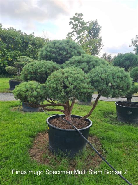 Pinus Mugo Specimen Multi Stem Bonsai Caragh Nurseries