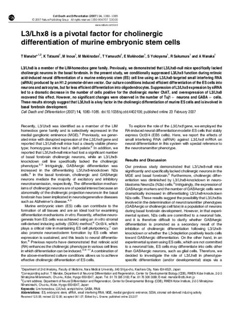 Pdf L3lhx8s Role In Cholinergic Differentiation Of Es Cells