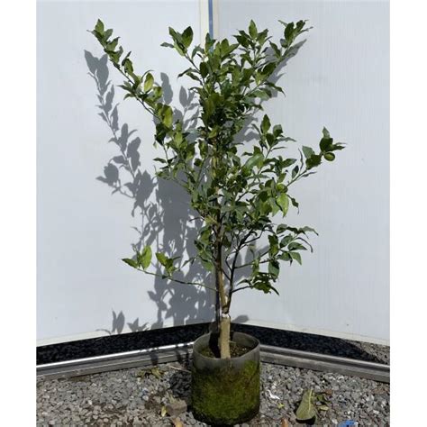 種苗登録キンカン ぷちまる 約12m 現品発送 植木植木苗木大苗 プチマル金柑 果樹 金柑の苗木 送料無料 大福樹苗園 Sitepromo