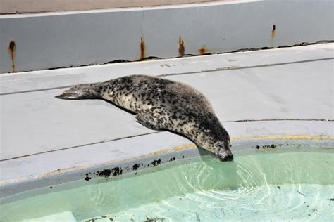 おさかなごっくん できてます 男鹿水族館GAO