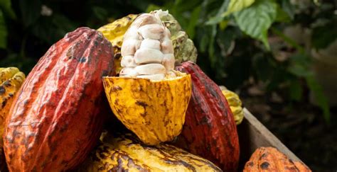 What is Cacao: Health Benefits and Cultural Significance