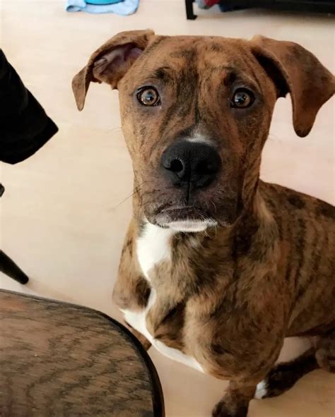 Pitbull Boxer Mix 10 Important Facts About This Amazing Pitbull Mix Breed