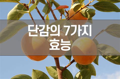 단감 놀라운 효능 부작용 7가지 총정리