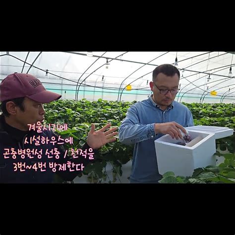 딸기농장에서 작은뿌리파리 방제하기 위한 방법은 미생물 시설하우스 작은뿌리파리 딸기농사 킹스베리 Agriculture 작은뿌리파리유충 텃밭농사 Youtube
