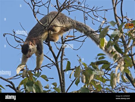Sri Lankan Giant Squirrel Ratufa Macroura Adult Climbing After Fruit Sri Lanka December Stock