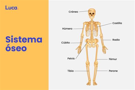 ¿qué Es El Aparato Locomotor Y Cuáles Son Sus Funciones Plataforma