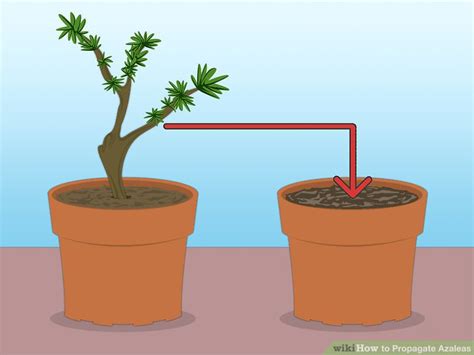Ways To Propagate Azaleas WikiHow