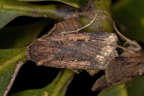 Female Adult Subterranean Dart Stock Photo Image Of Nocturnal Arthropoda