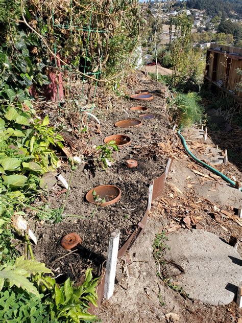 Trying Out Ollas For My Annuals This Fall Despite Using 110th The