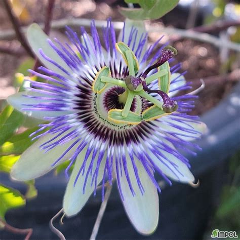 시계초 블루스카이 야생화 허브 수생식물 채소 동백 심폴