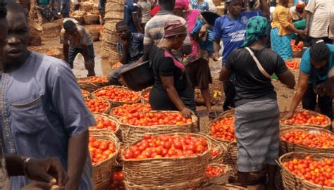 Tomato Prices Jump 363 As Disease Curbs Output Businessday Ng