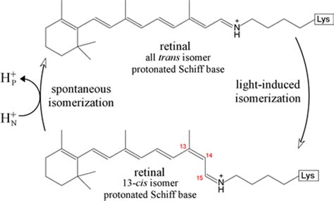 CHEM 245 Bacteriorhodopsin
