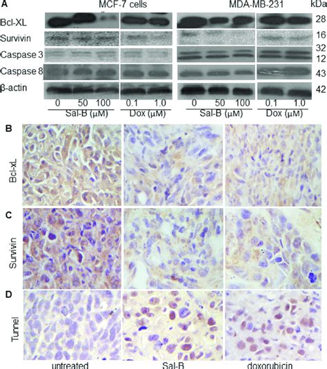 Effects Of Sal B On The Apoptosis In Both MCF 7 And MDA MB 231 Cancer