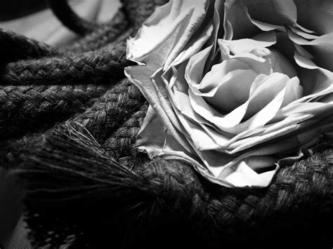 배경 화면 화이트 검은 단색화 사진술 장미 꽃 거시적 인 식물 Bw 플로라 어둠 꽃잎 슈바르츠바스 컴퓨터 벽지 검정색과 흰색 흑백 사진 닫다