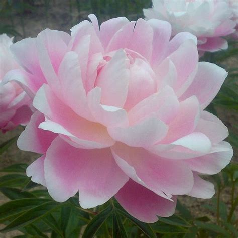 Long Lived Peony Bulbs For Sale Online Fragrant Easy To Grow Bulbs