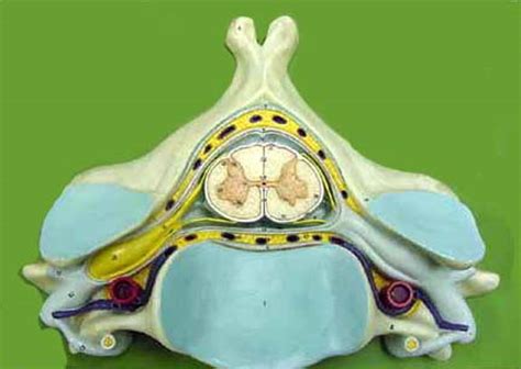 Spinal Cord Models