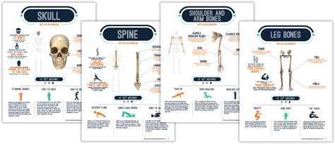 Skeletal System At A Glance American Coaching Academy