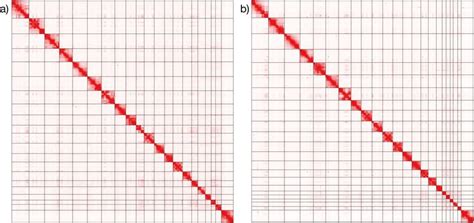 Hi C Contact Map On The Final Assemblies Hi C Contact Maps Of The