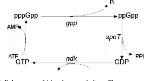 Figure 1 From The Ribosome Stringent Factor And The Bacterial
