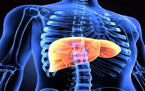 How Does Radioembolization Y 90 Work Usa Oncology Centers