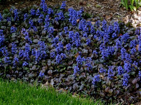 Ajuga Black Scallop