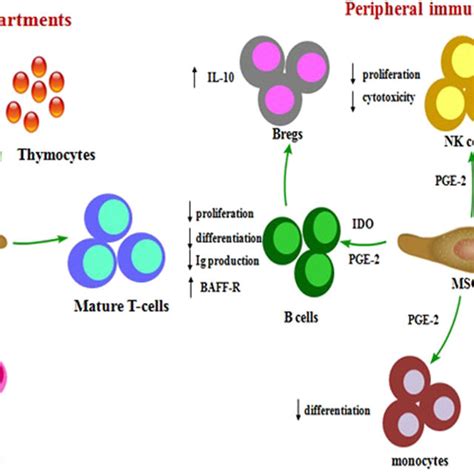 Immunomodulatory Effects Of MSC MSCs Exert Immunomodulatory Effects