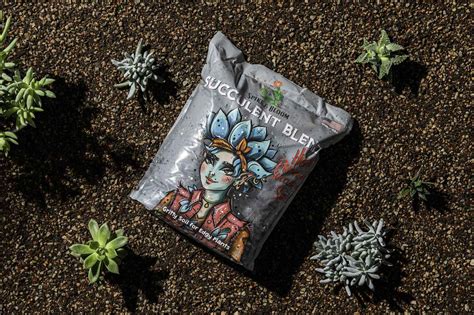 Best Containers For Succulent Propagation Spike And Bloom