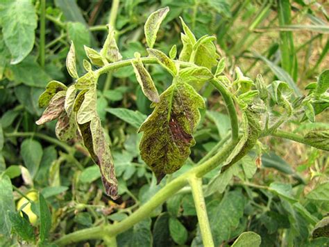 Tomato Spotted Wilt Virus Tswv