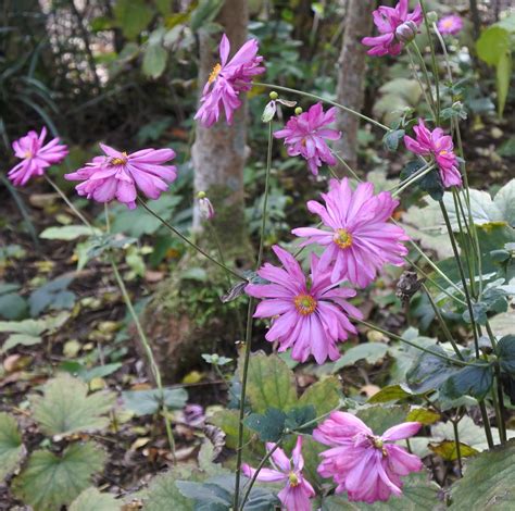 シュウメイギク 野に咲く花のブログ