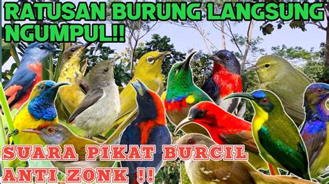 Mp3 Pikat Burcil Ribut Ratusan Burung Langsung Ngumpul Dengan Suara