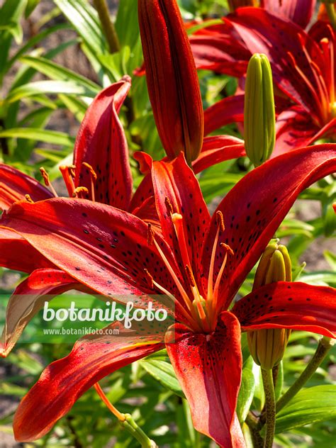 Image Asiatic Lily Lilium Gran Paradiso Images Of Plants And Gardens Botanikfoto
