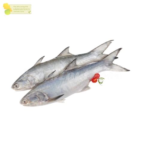 Jual Ikan Kuro Ikan Senangin Segar Ikan Laut Segar Kg Shopee Indonesia