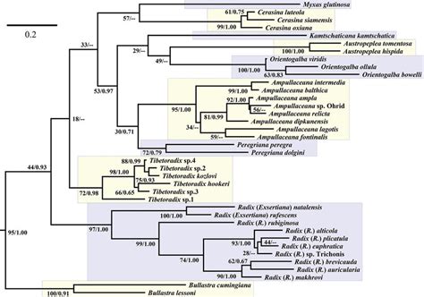 Copulatory Apparatuses Of The Species Of The Genus Radix A Radix Download Scientific Diagram