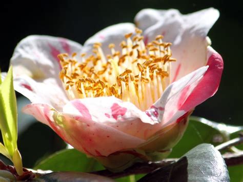 Camellia Shigurenotaki Camellia Japonica Cv Flower Database