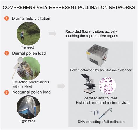 Detailed Methodologies For Representing Pollination Networks In A Download Scientific Diagram