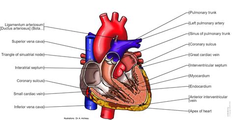 heart anatomy 3d model ad heart anatomy model heart 51 off