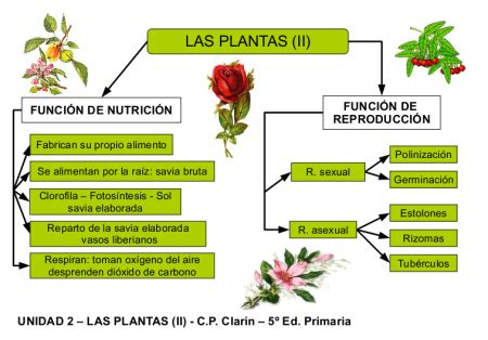El blog de los pitualandalus Tema 1 Conocimiento del Medio cómo son