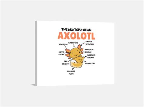 Lienzo ajolote explicación anatomía laTostadora