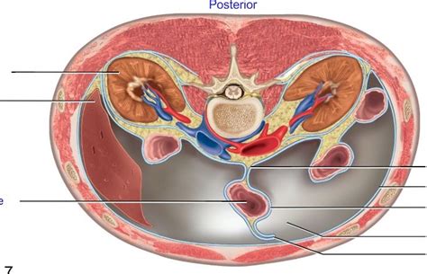 Abdominal Cavity Diagram Quizlet