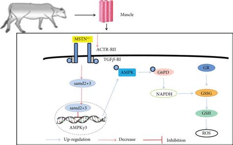 Mstn Affects G6pd Tyrosine Phosphorylation Through Ampk To Improve