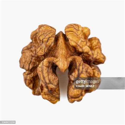 Walnut Brain Photos And Premium High Res Pictures Getty Images