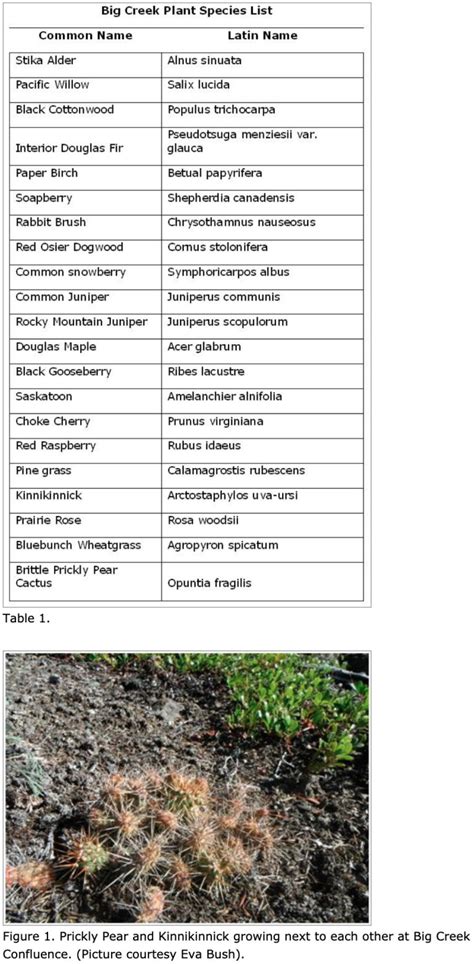 Vegetation Of Big Creek Chilcotin Confluence Education