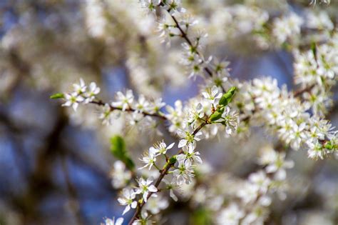 Bunga Bunga Putih Bunga Pohon Foto Gratis Di Pixabay Pixabay