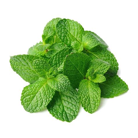 Menta Unidad Mote Green Market