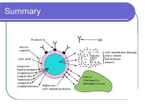 Micrococcaceae Ppt Video Online Download