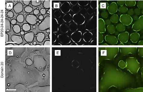 Ordering Takes Place At The Surface Of Stabilized Coacervate Droplets