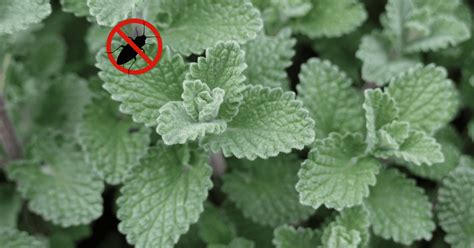 What Smell Do Roaches Hate 11 Natural Ways To Repel Them