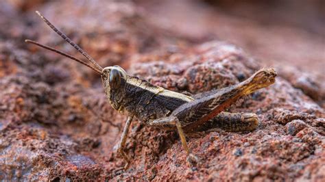 ‘extinct Monte Gordo Grasshopper Spotted On African Island For First